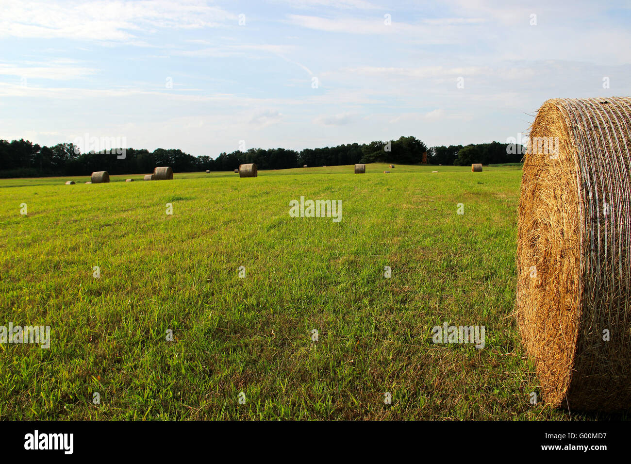 Field - bales of straw Stock Photo - Alamy