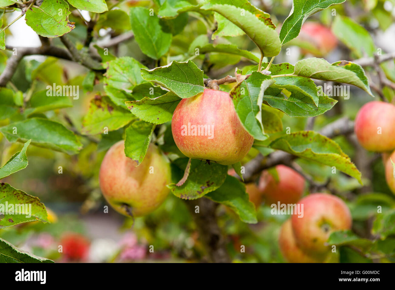 Red delicious apple branch hi-res stock photography and images - Alamy