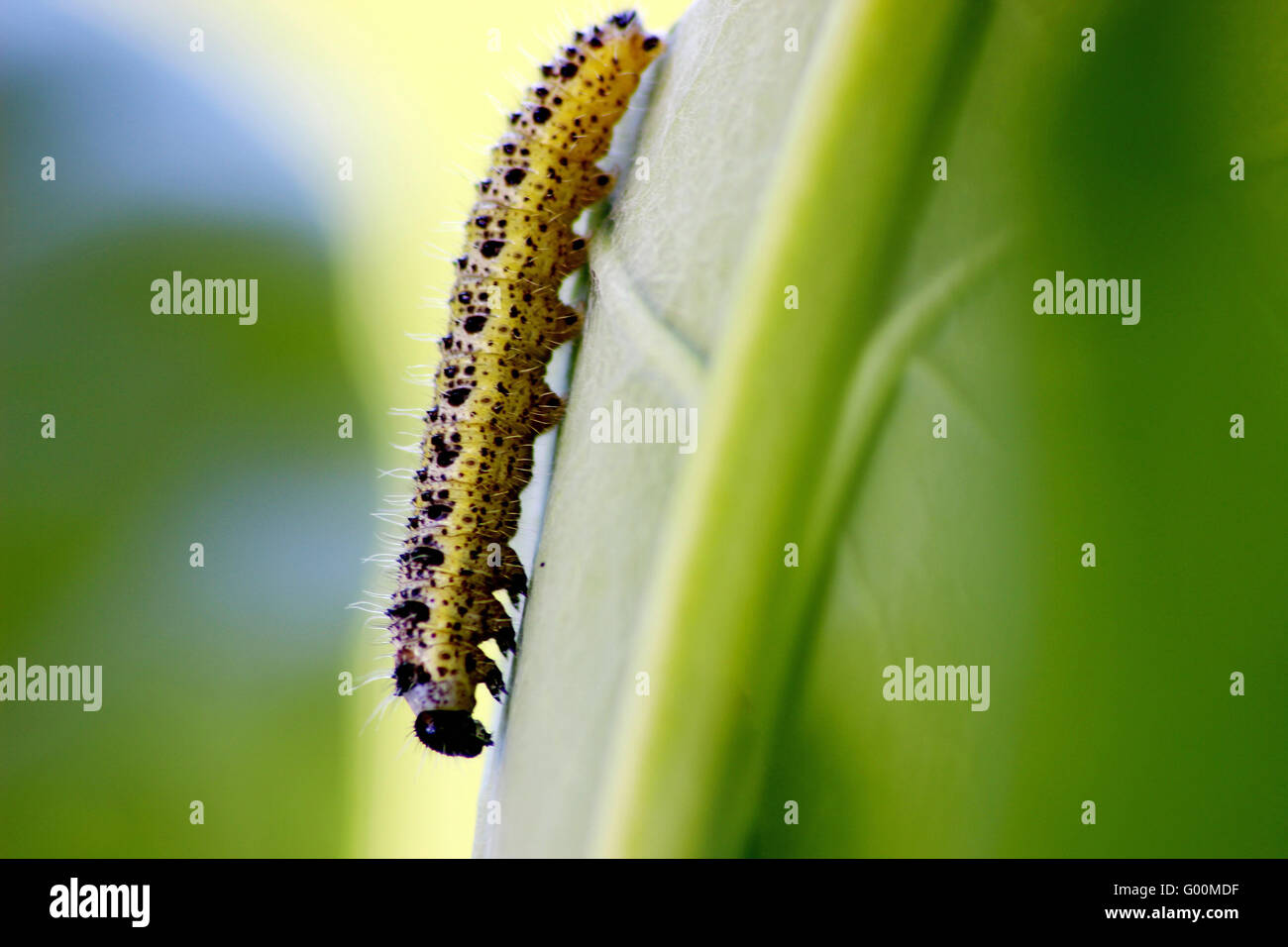 Caterpillar - insect Stock Photo - Alamy