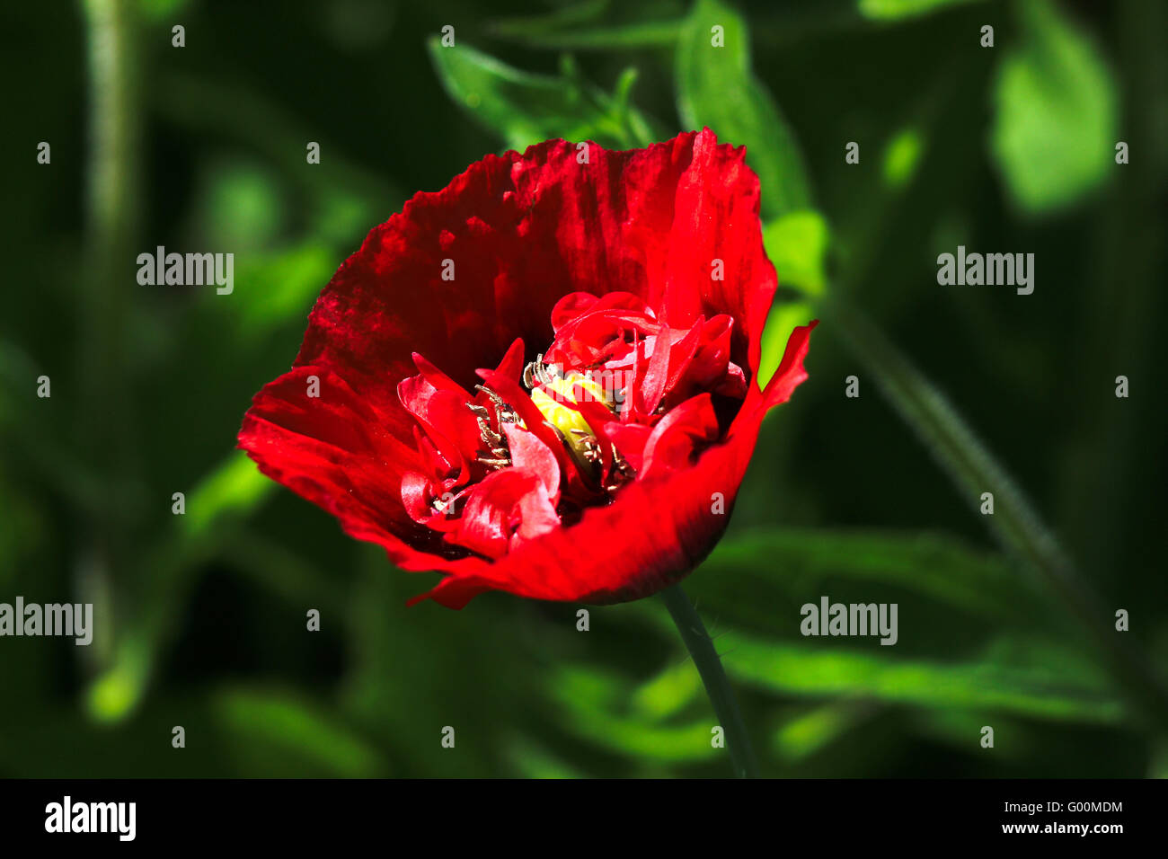 Fire flower hi-res stock photography and images - Alamy