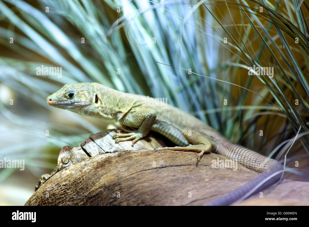 image of a European wall lizard Stock Photo - Alamy