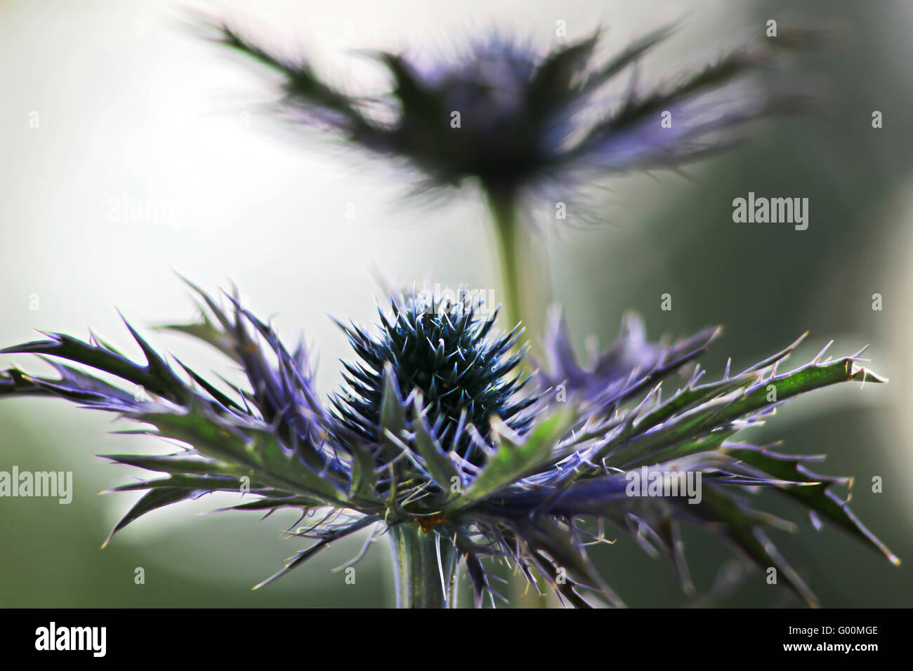 Blue thistles hi-res stock photography and images - Alamy