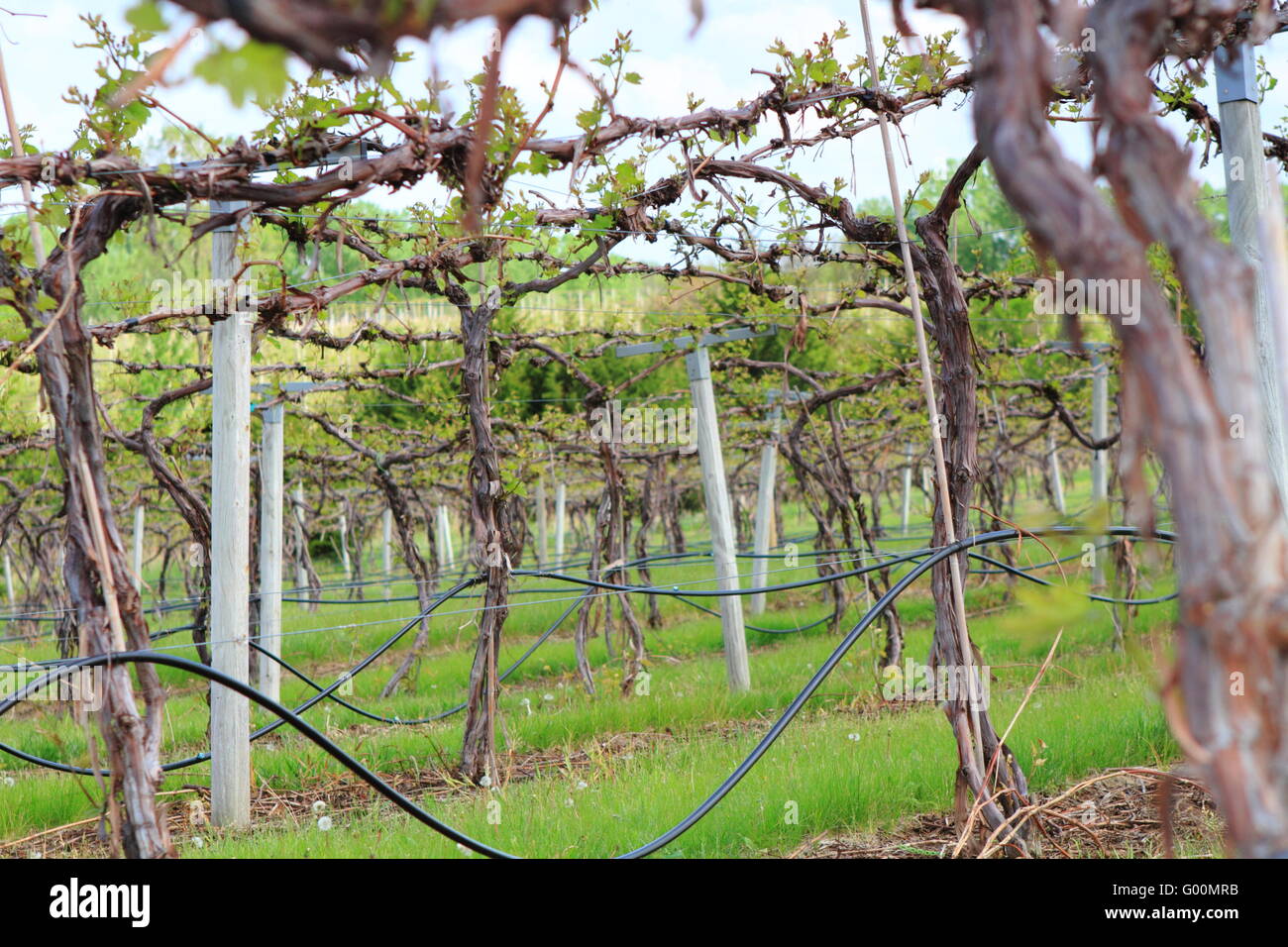 Rows of vine in spring season Stock Photo - Alamy