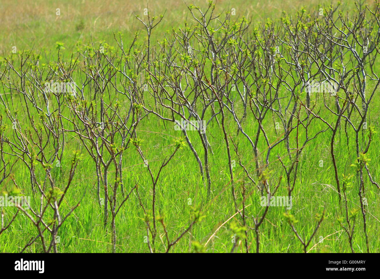Young tree branches growing from the grass Stock Photo - Alamy
