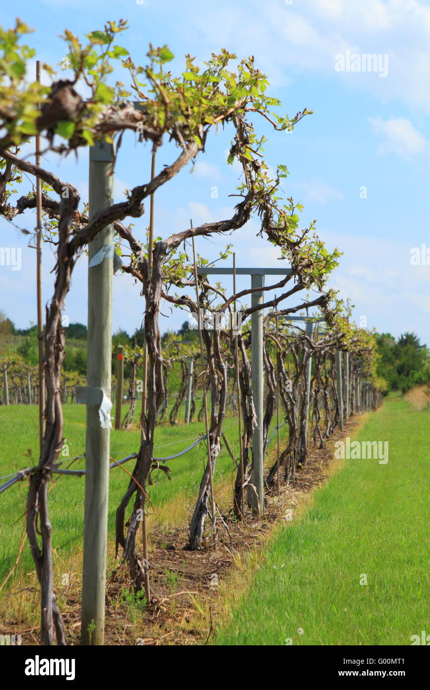 Season spring hi-res stock photography and images - Alamy