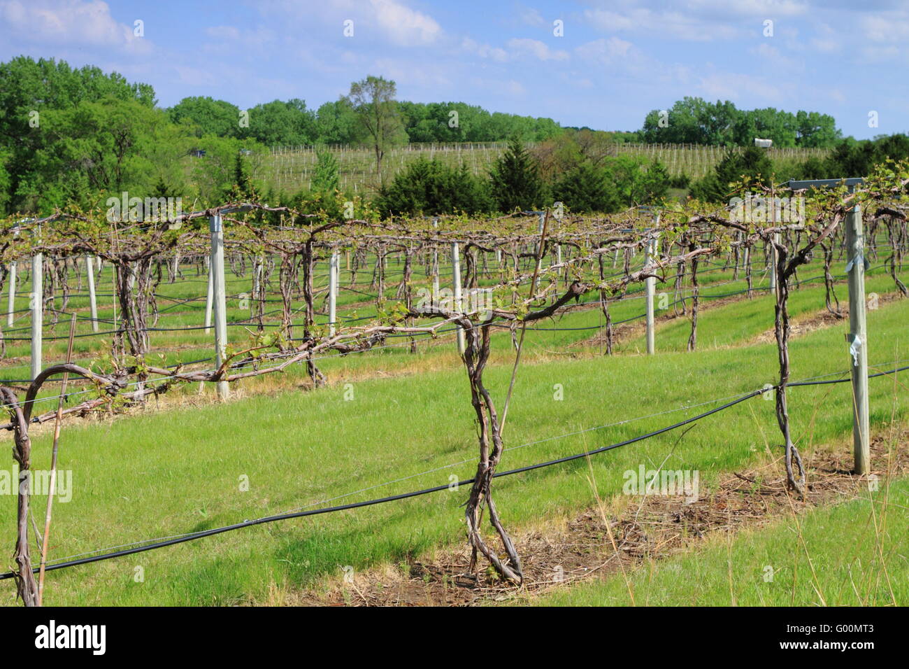 Rows of vine in spring season Stock Photo - Alamy