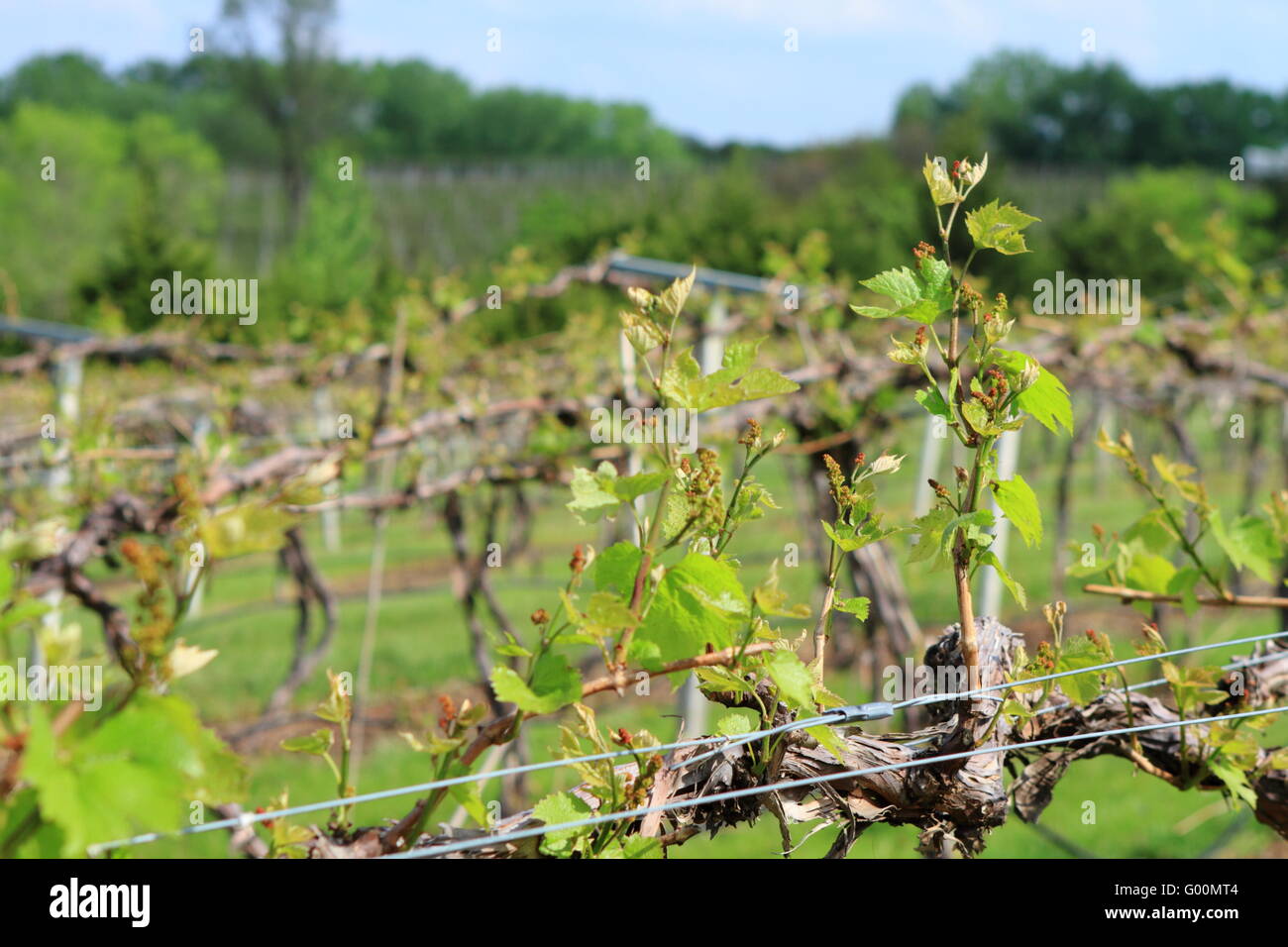 Rows of vine in spring season Stock Photo - Alamy