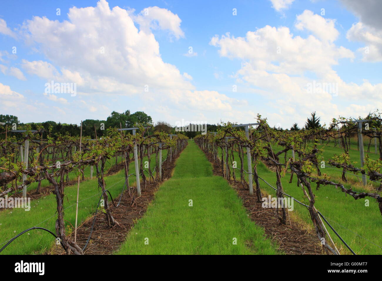 Rows of vine in spring season Stock Photo - Alamy