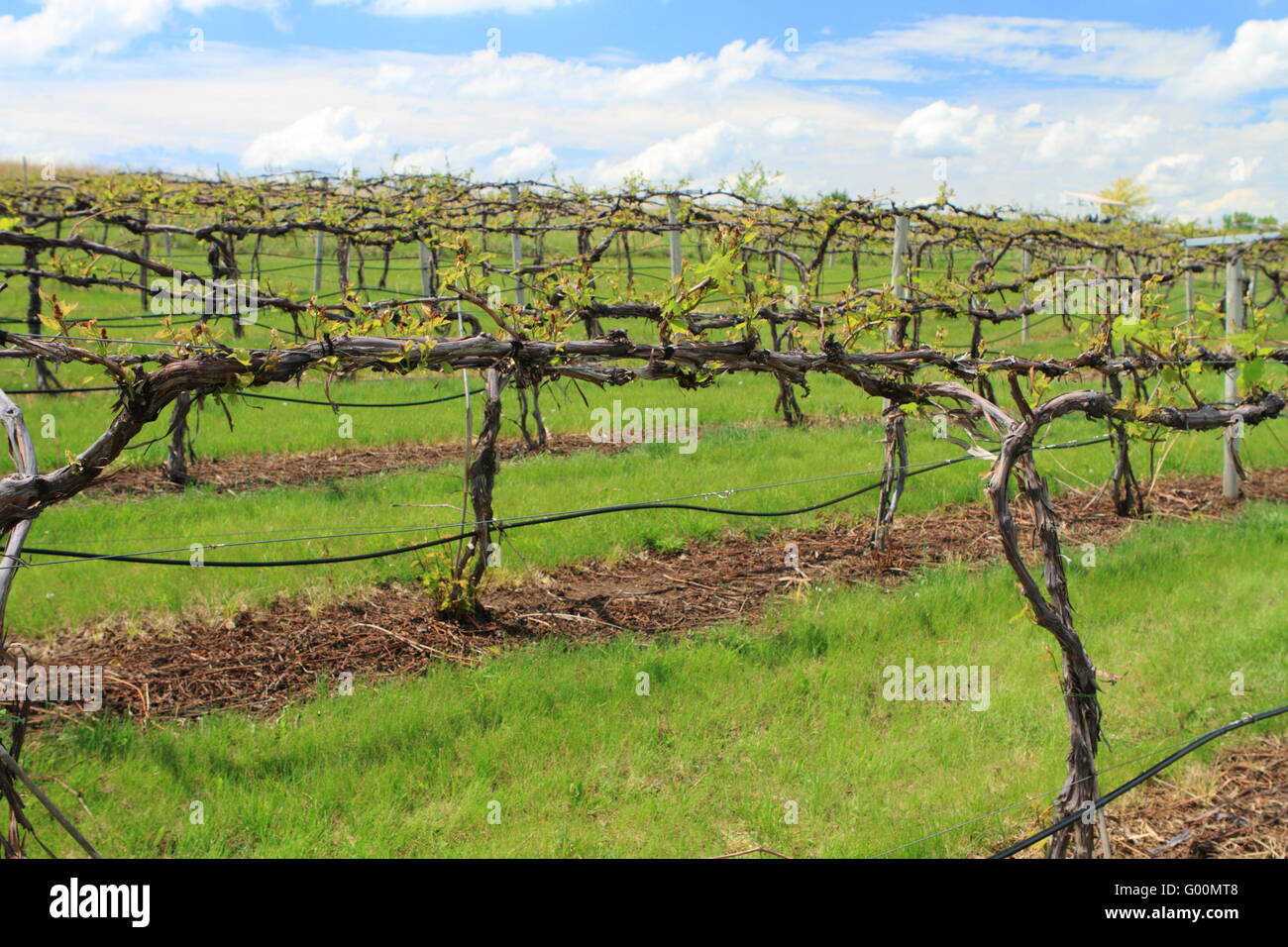 Rows of vine in spring season Stock Photo - Alamy