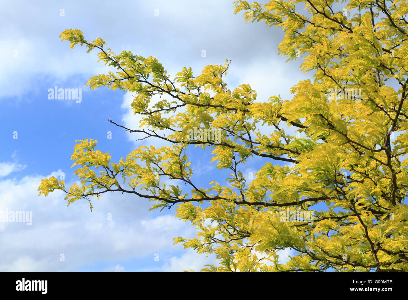 Beautiful tree in the field with blue sky Stock Photo - Alamy