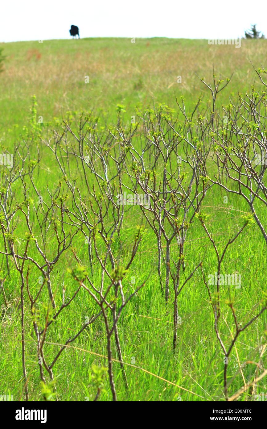 Young tree branches growing from the grass Stock Photo - Alamy