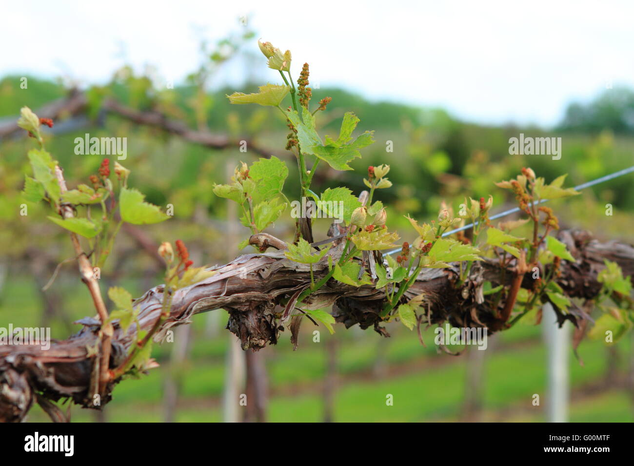 Grape leaves spring hi-res stock photography and images - Alamy