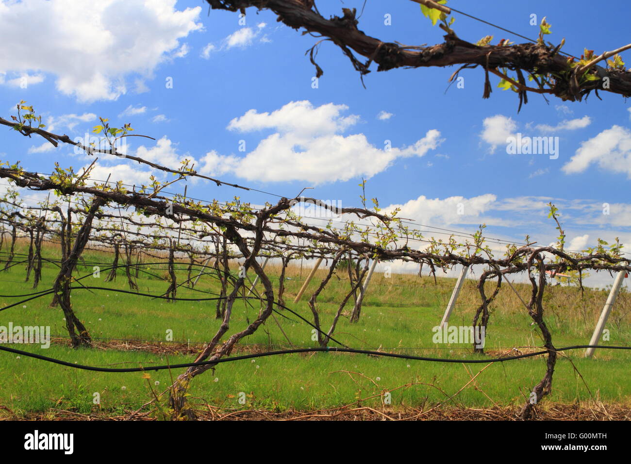 Rows of vine in spring season Stock Photo - Alamy