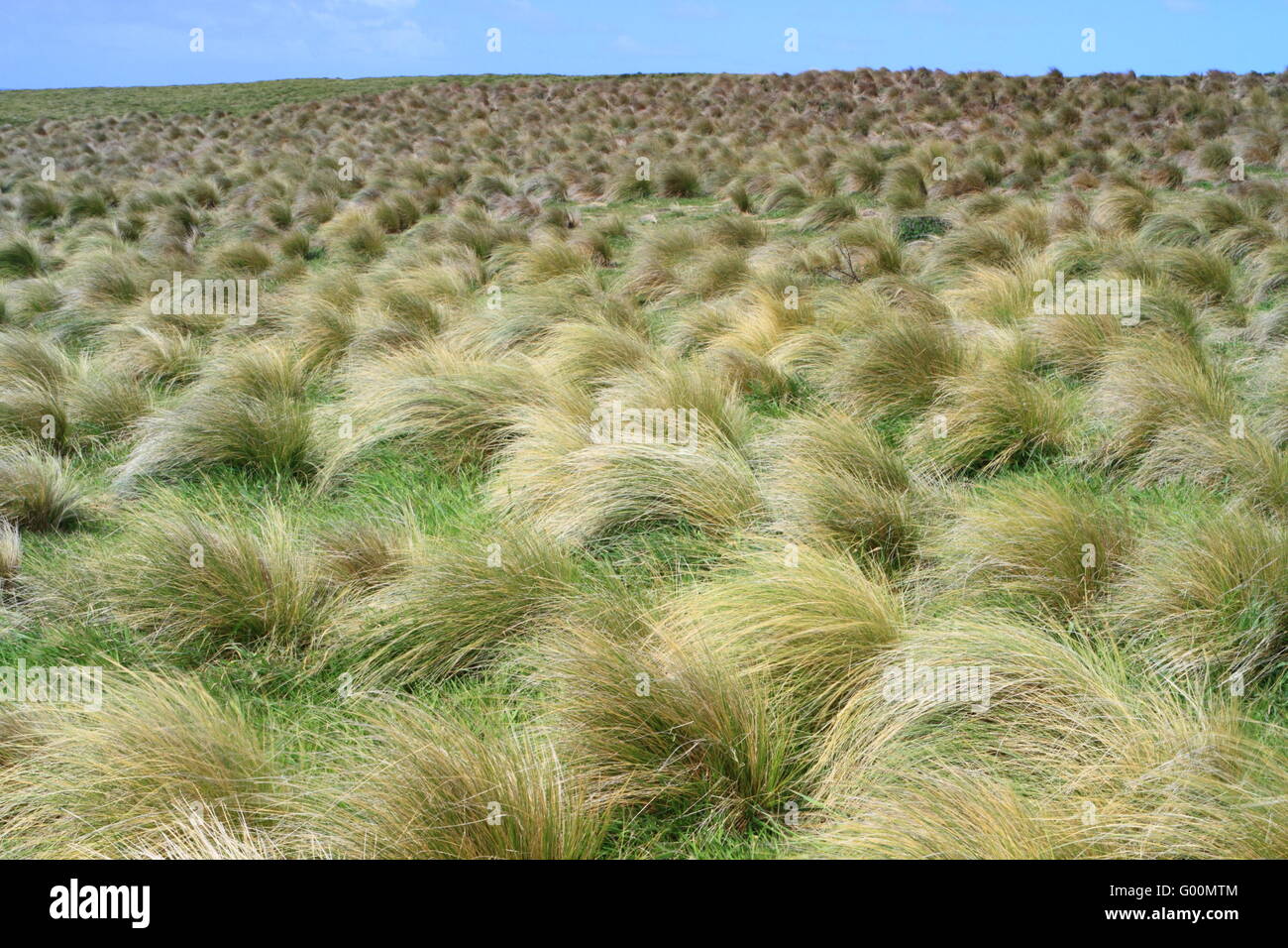 Tussock Grass at Slope Point Stock Photo - Alamy