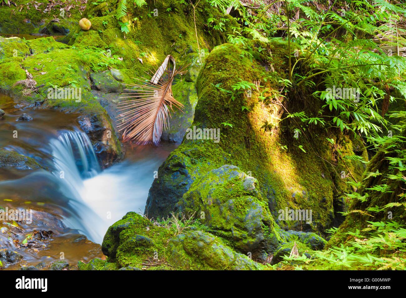 Stream through a tropical rainforest Stock Photo - Alamy