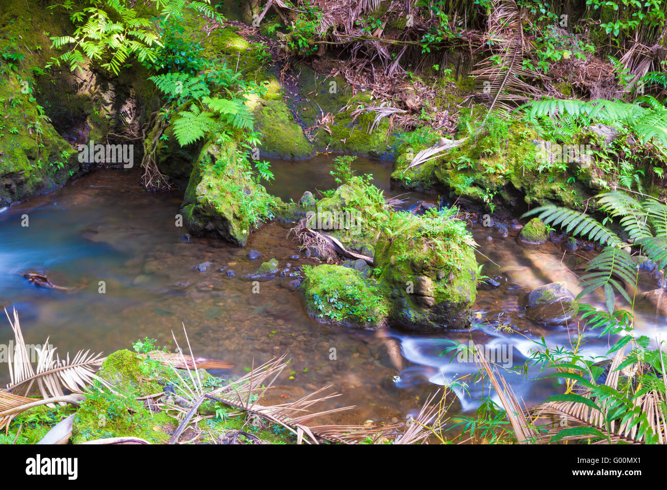 Stream through a tropical rainforest Stock Photo - Alamy