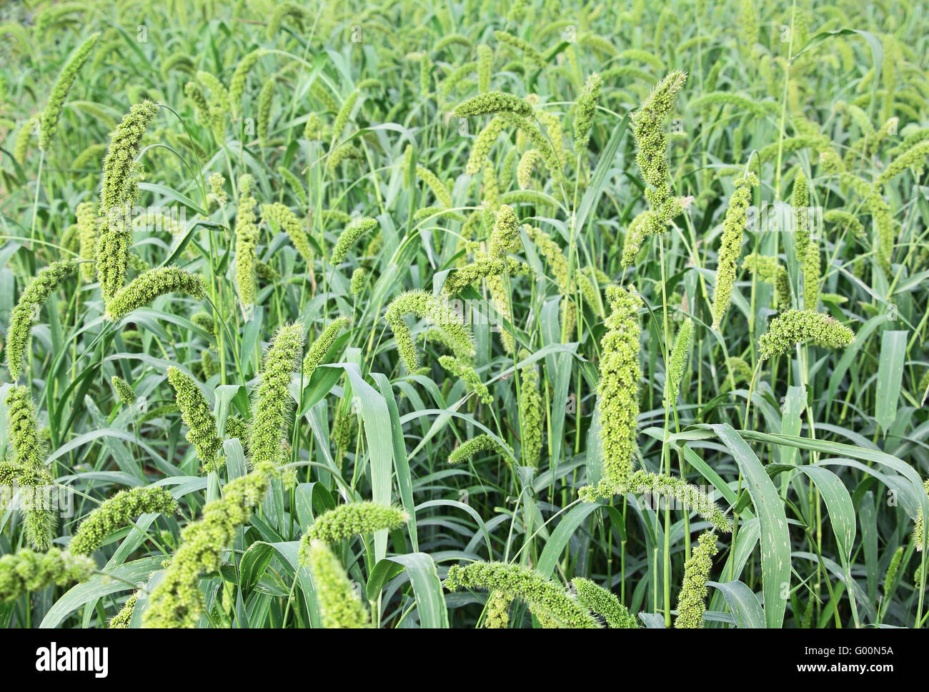 Foxtail millet grass hi-res stock photography and images - Alamy