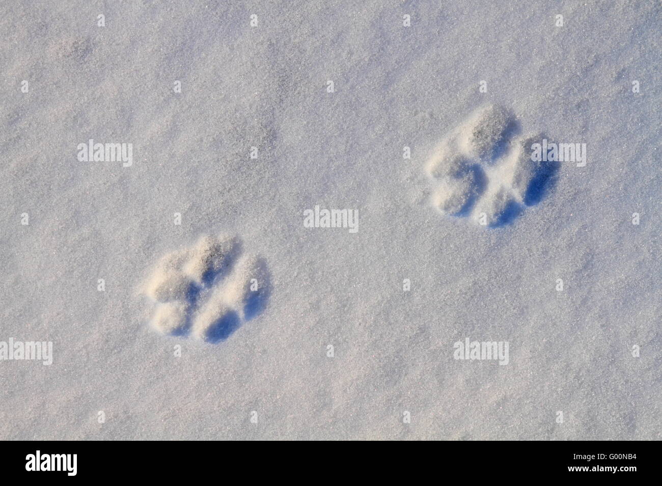 Animal tracks on snow background Stock Photo - Alamy
