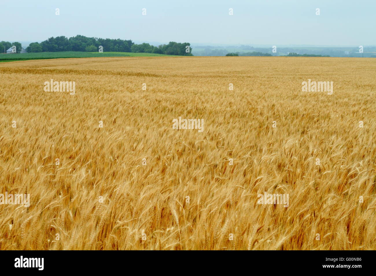 Beautiful field of golden wheat Stock Photo - Alamy