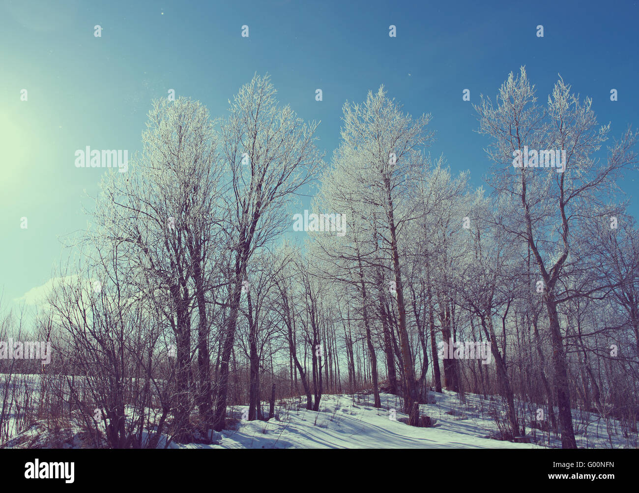 Winter landscape. frozen trees Stock Photo - Alamy