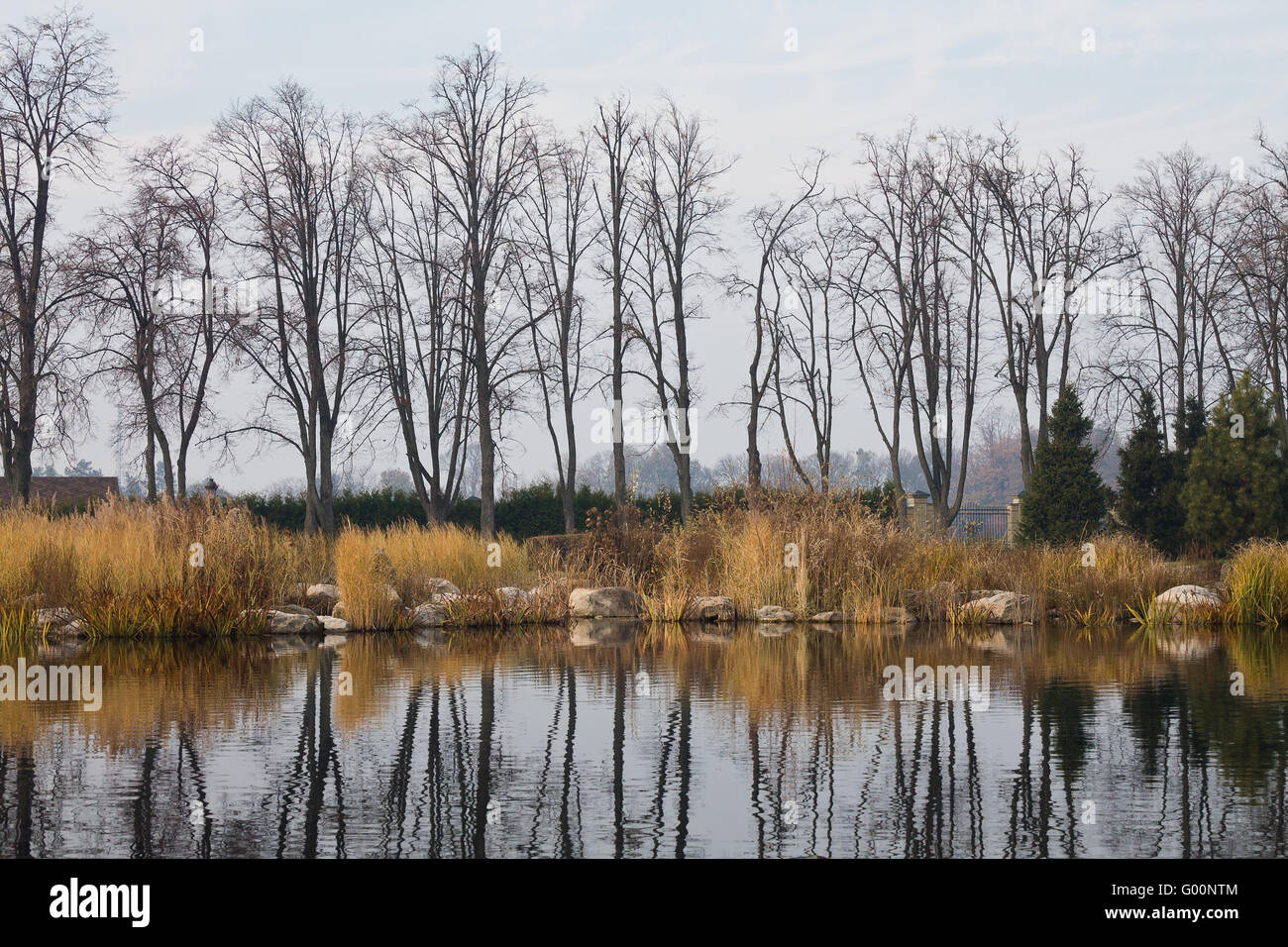 autumn trees in the pond in the park Stock Photo - Alamy