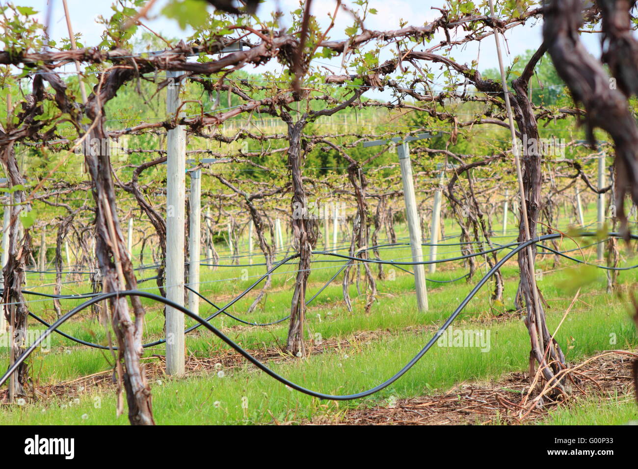 Rows of vine in spring season Stock Photo - Alamy