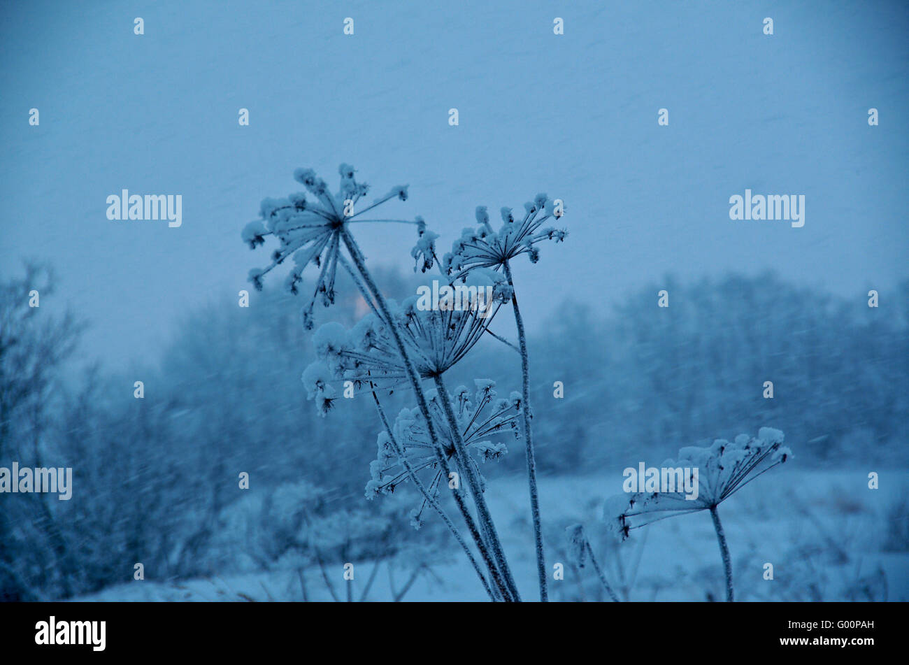 snowfall Winter landscape Stock Photo - Alamy
