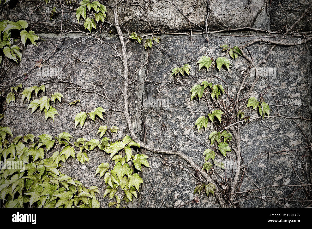 ivy on a stone wall closeup Stock Photo - Alamy