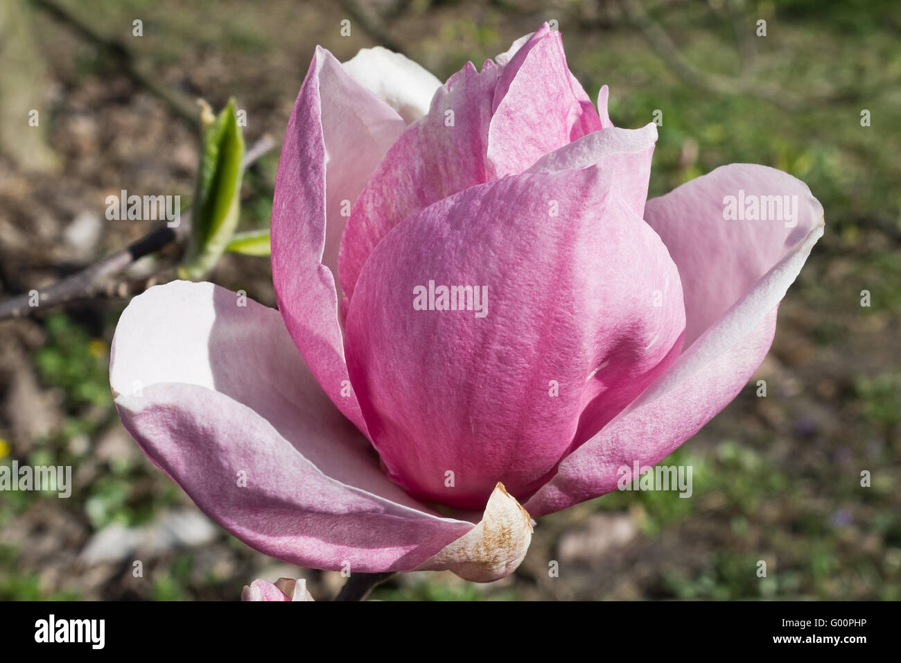 Open to spring hi-res stock photography and images - Alamy