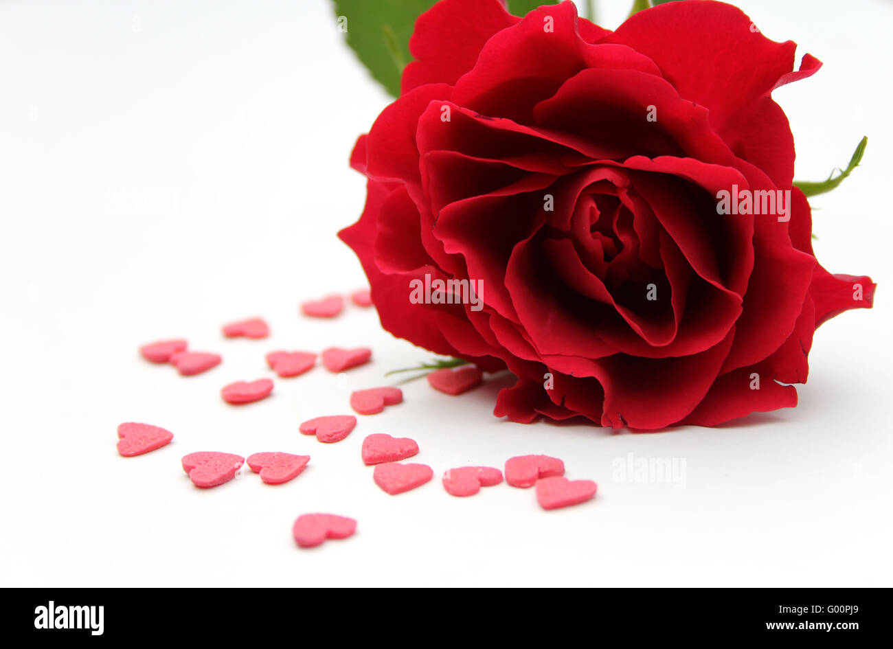 Lovely Hearts Rose
