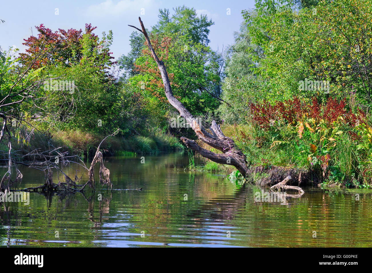 River water green grass bushes hi-res stock photography and images - Alamy