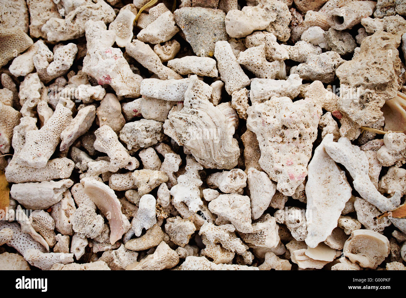 background of small fragments of coral Stock Photo - Alamy