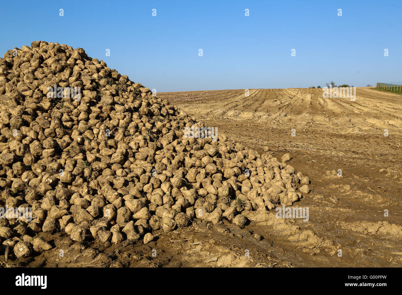 Sugar beet processing hi-res stock photography and images - Alamy