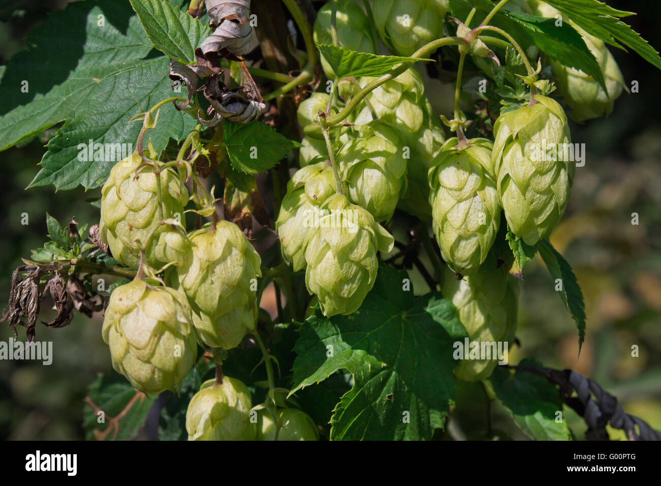 clusters of hop cones on a branch close up Stock Photo - Alamy