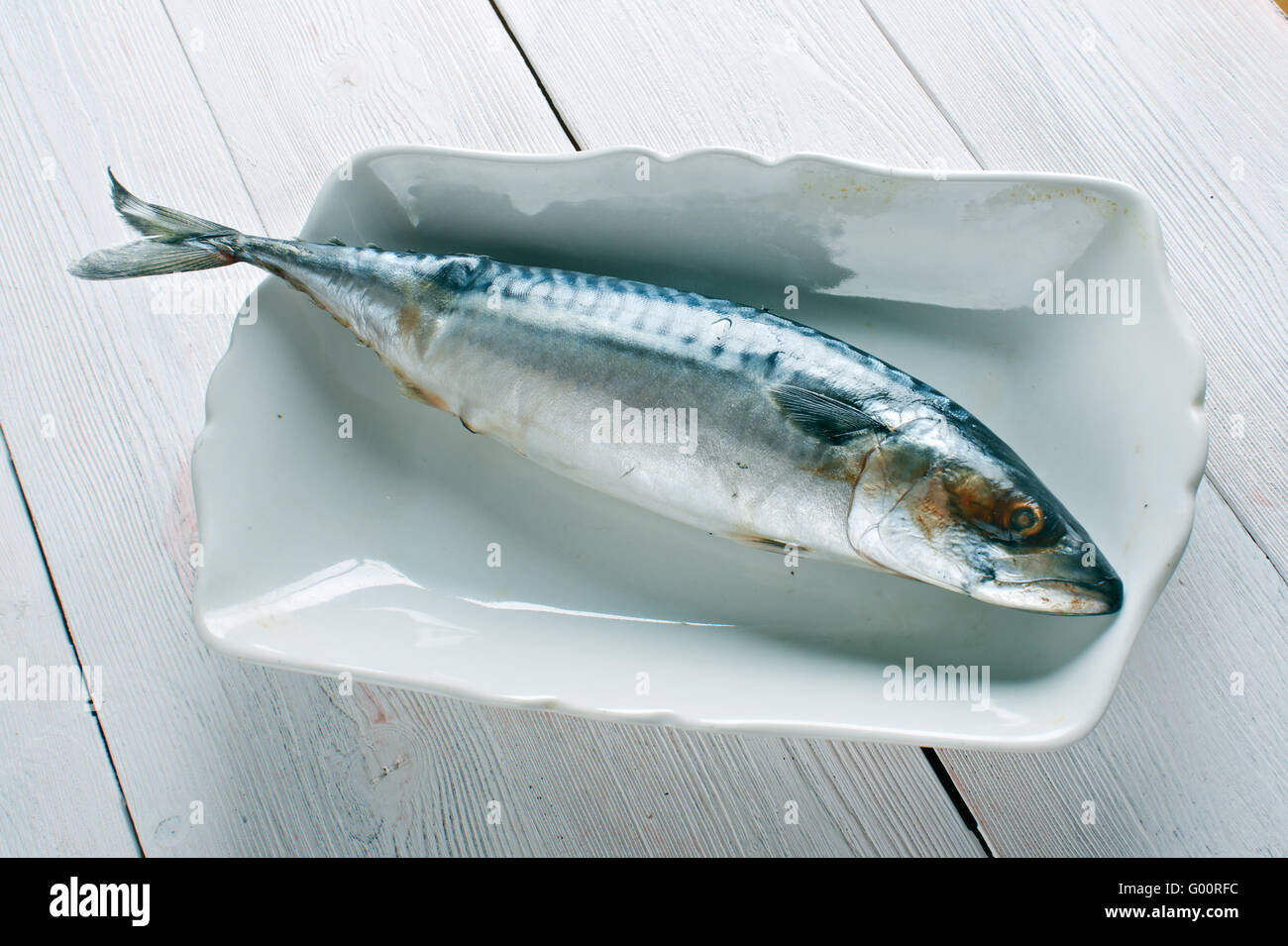 Mackerel fishing atlantic hi-res stock photography and images - Alamy