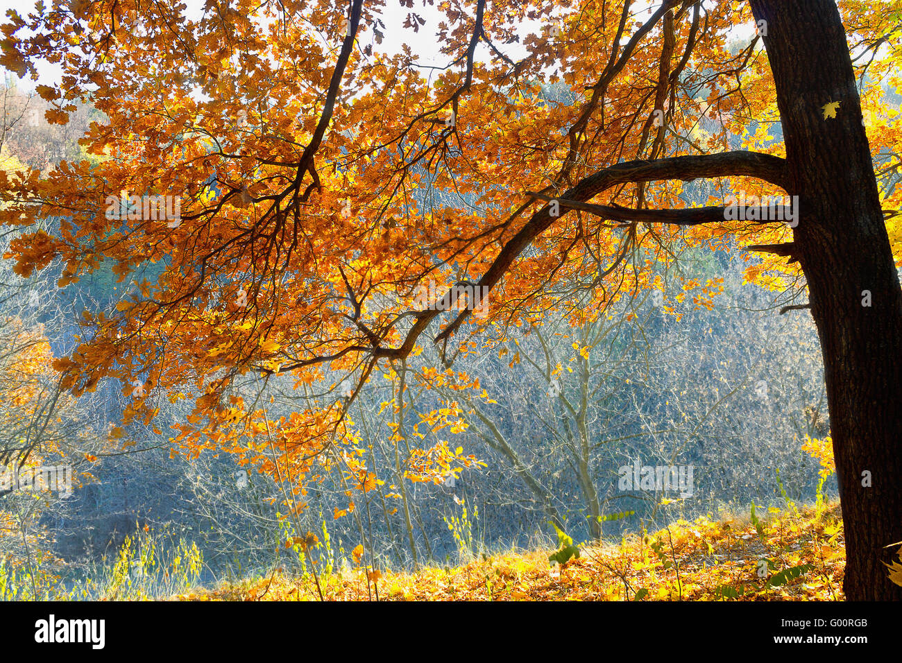 Tree with yellow hi-res stock photography and images - Alamy