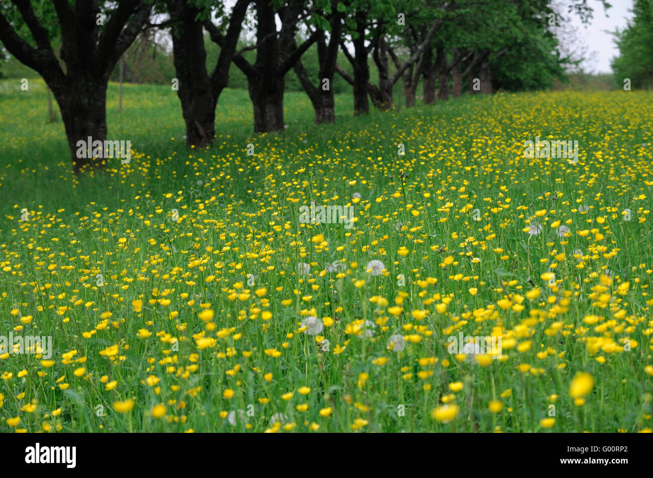 Blumenwiese wiesenblumen wildblumen wiese blumen hi-res stock ...