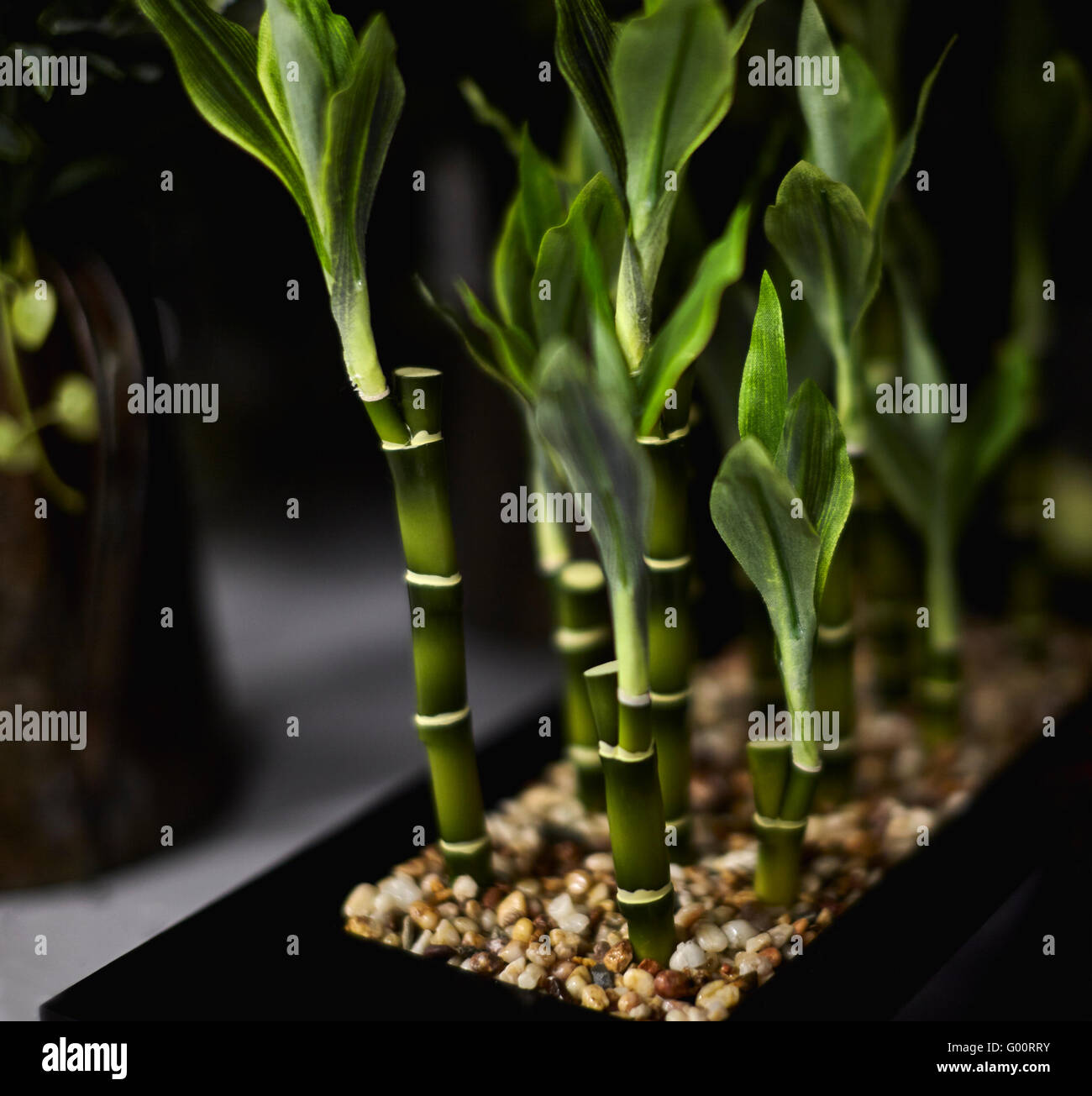 Fake Bamboo Sprouts in a rectangular pot with pebbles with shallow ...