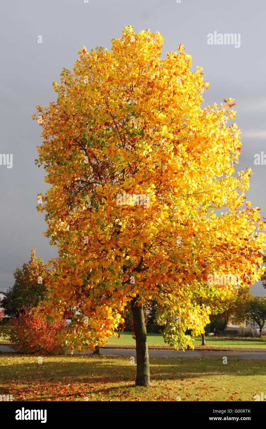 Yellow Fall Tree Stock Photo - Alamy
