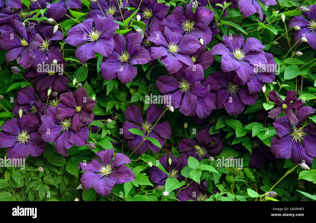 Clematis viticella hi-res stock photography and images - Alamy