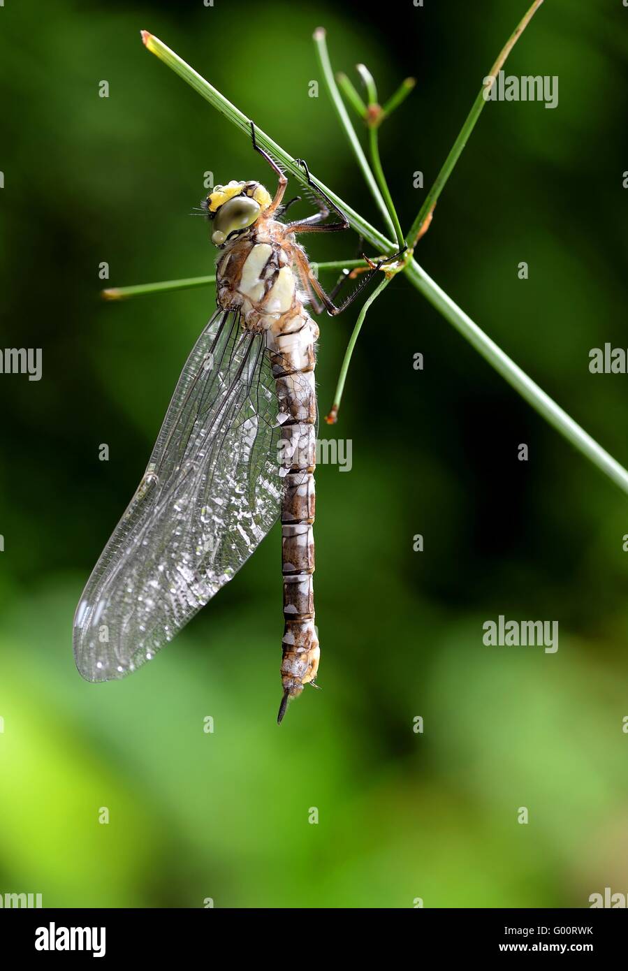 Libelle augen hi-res stock photography and images - Alamy