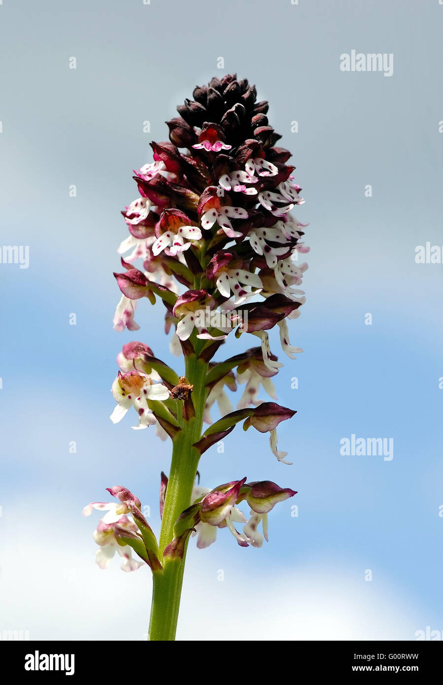 Fire orchis hi-res stock photography and images - Alamy