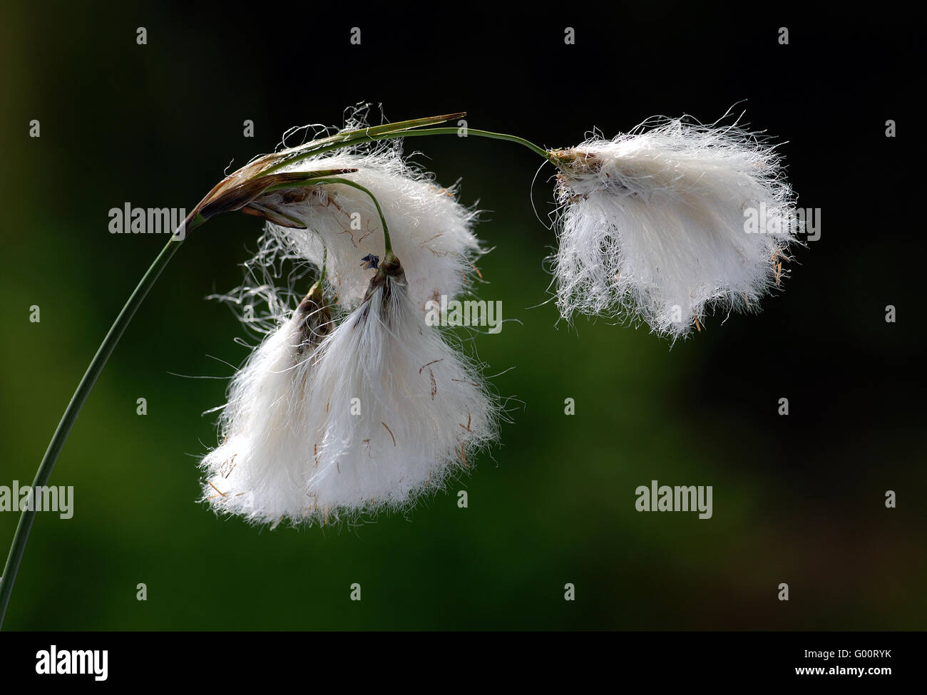 Wool grass hi-res stock photography and images - Alamy