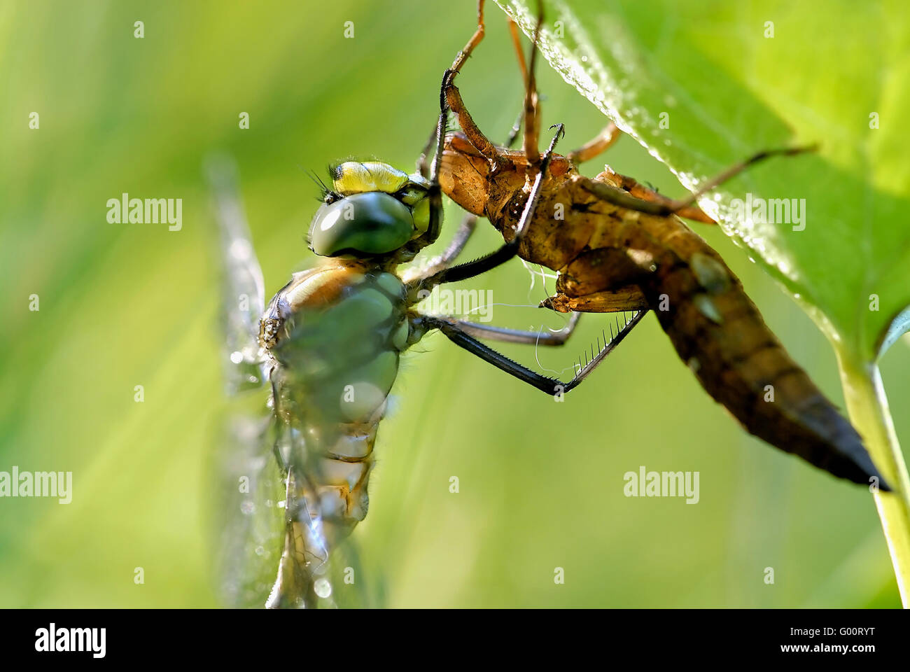 Birth of a dragonfly Stock Photo - Alamy