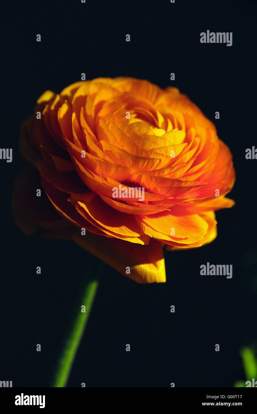 Japanese ranunculus hi-res stock photography and images - Alamy