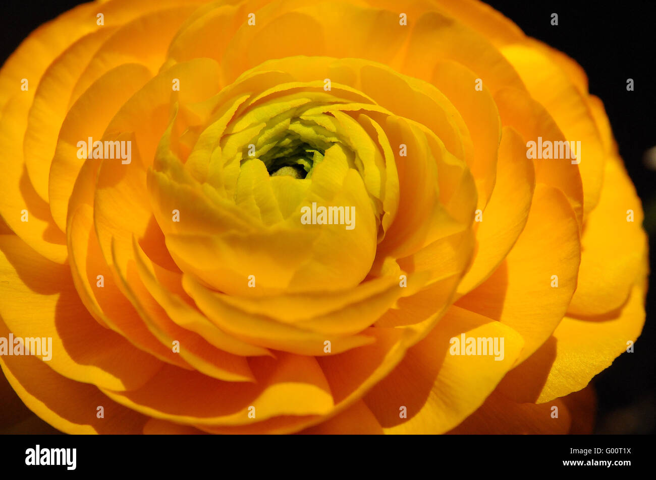 Japanese ranunculus hi-res stock photography and images - Alamy