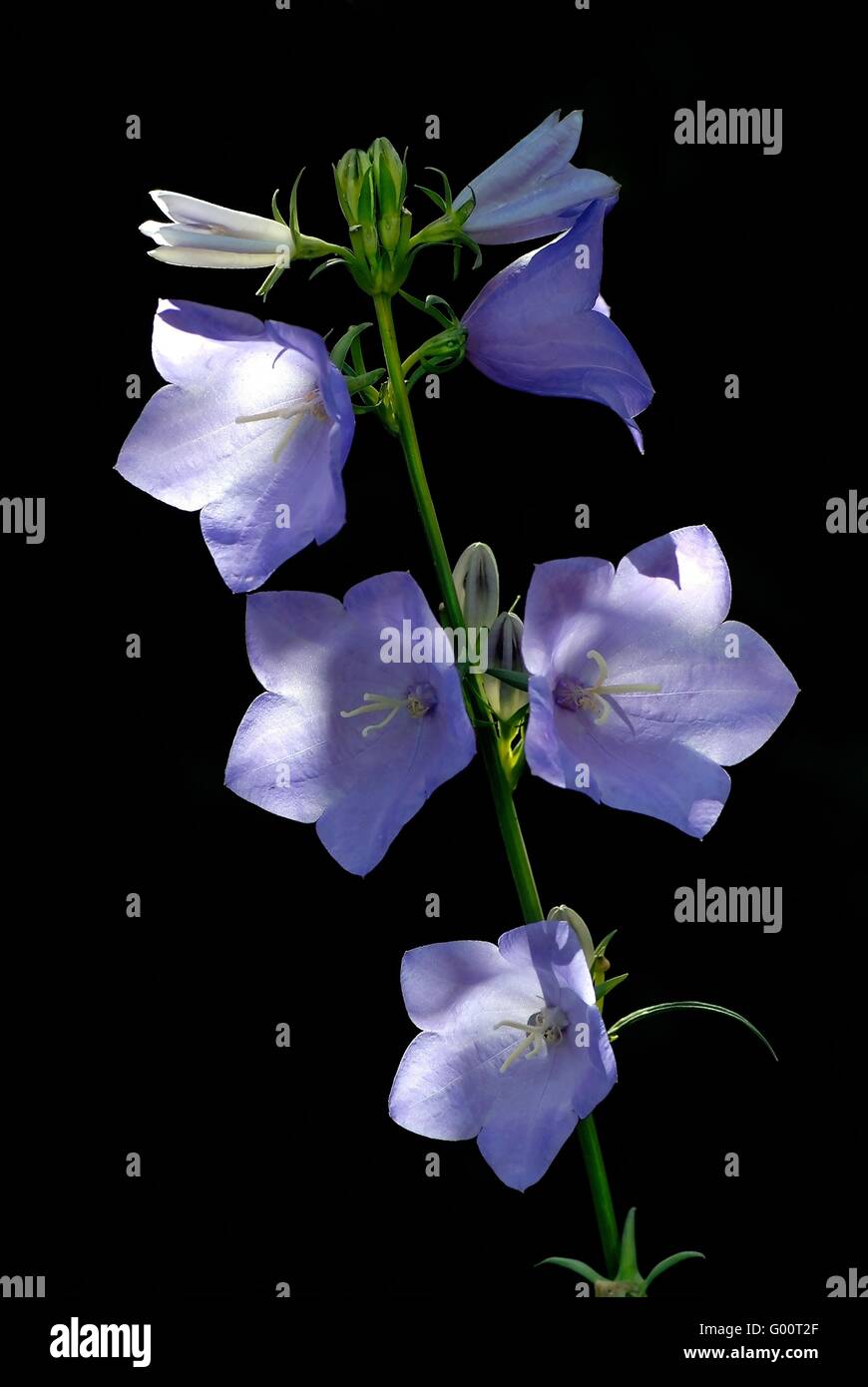 Campanula glocke hi-res stock photography and images - Alamy