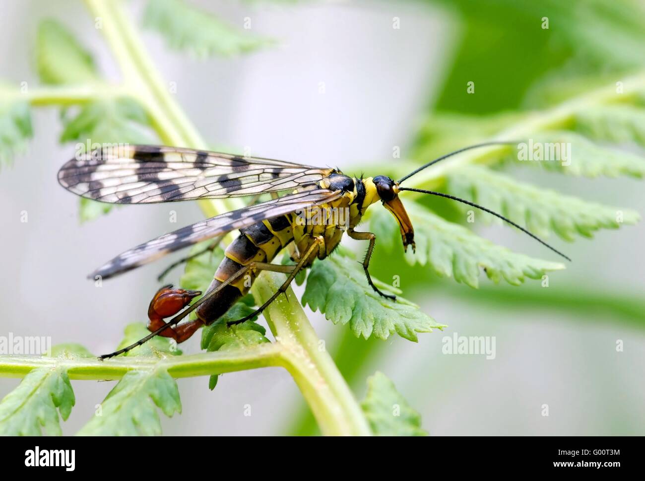 Fly scorpion hi-res stock photography and images - Alamy