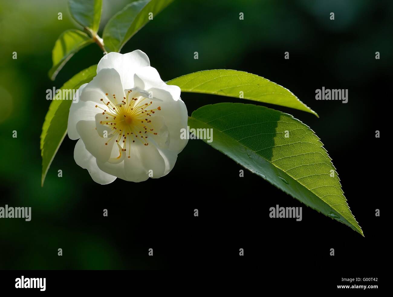 Rambler Rose Bobby James Stock Photo - Alamy