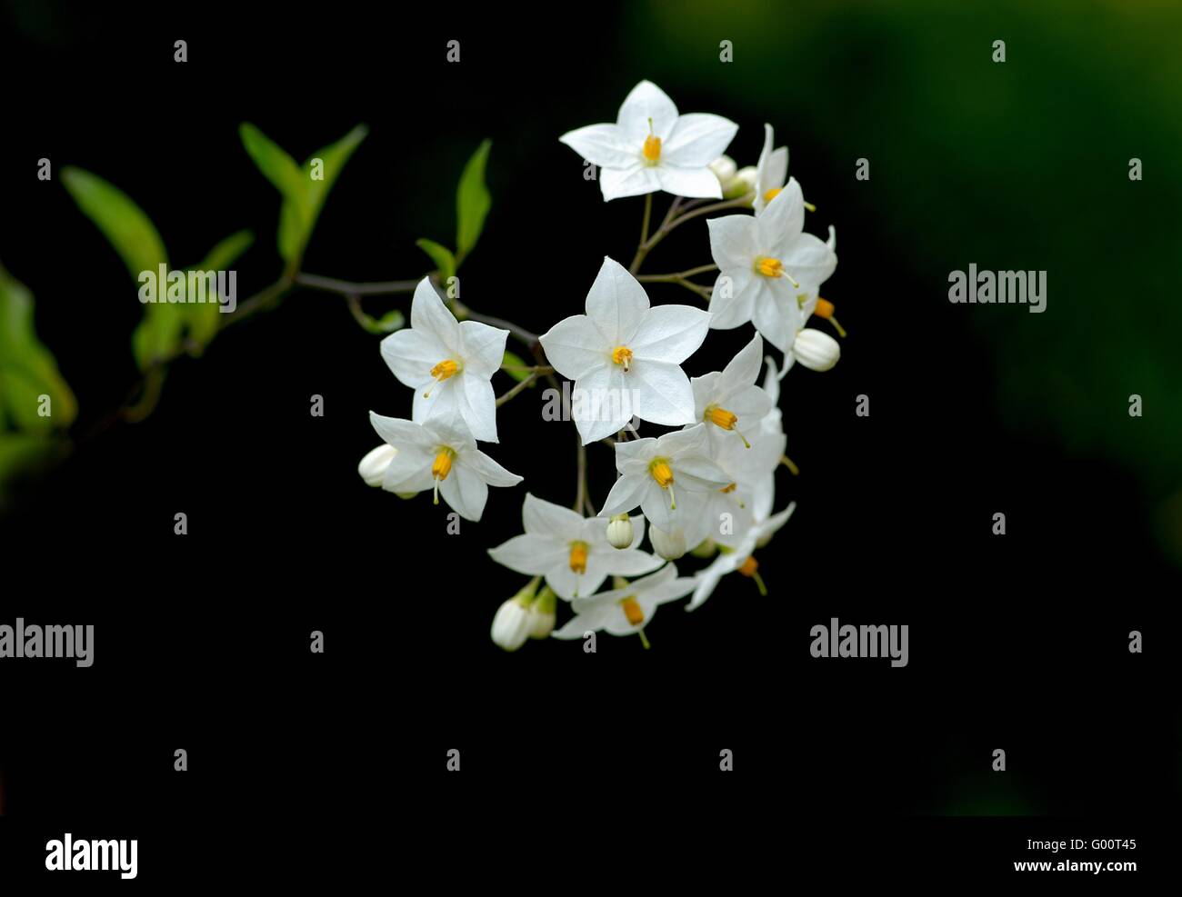 White potato tree Stock Photo - Alamy